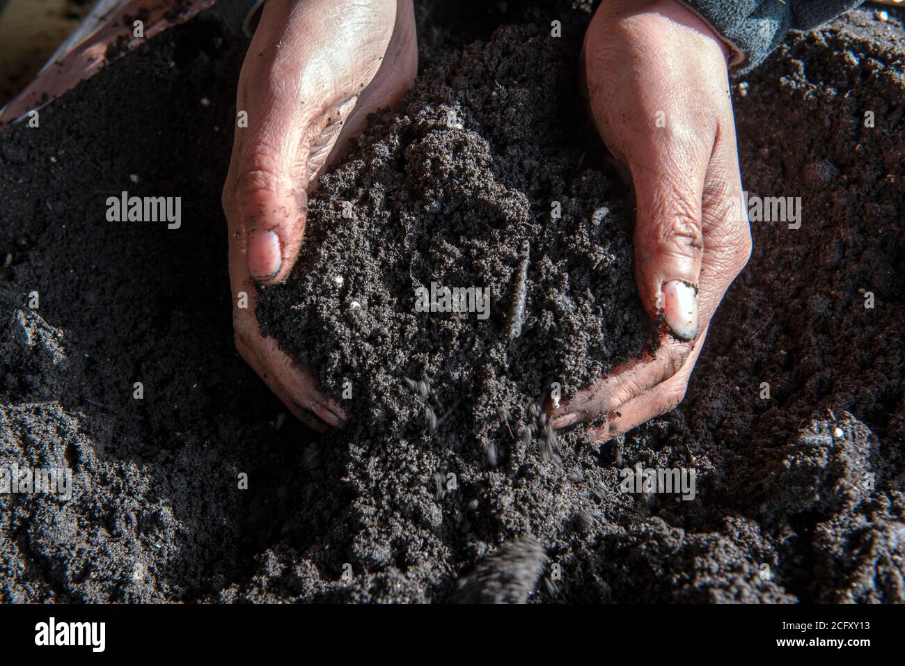 Two hands picking up and holding compost before planting new seedlings ...
