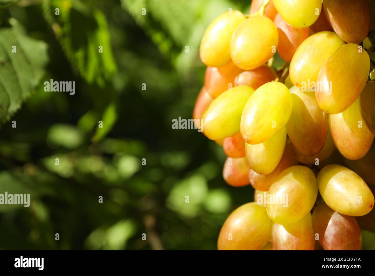 Vineyard red grape cluster sunset hi-res stock photography and images ...