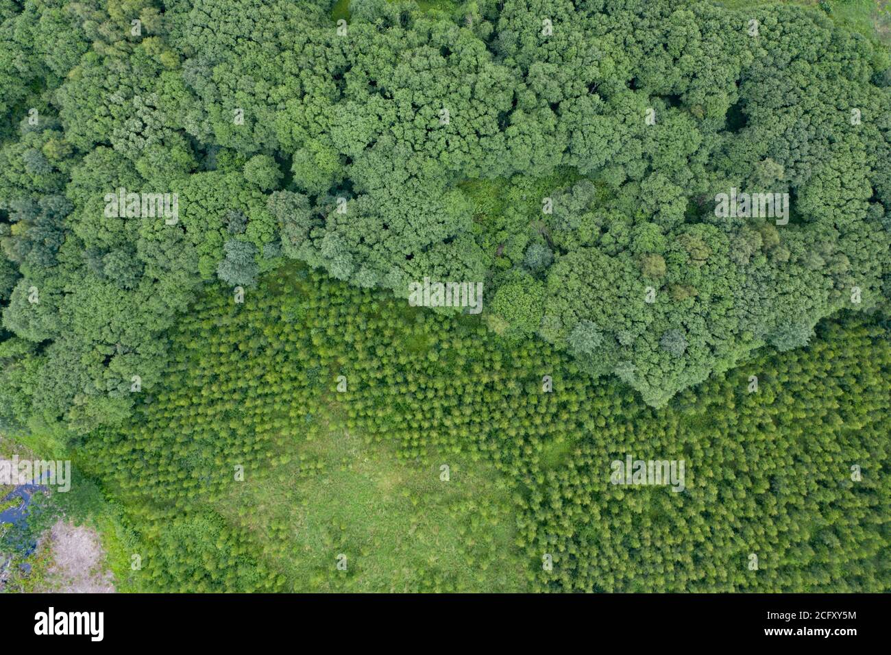 Aerial top down view on forest with green trees Stock Photo - Alamy
