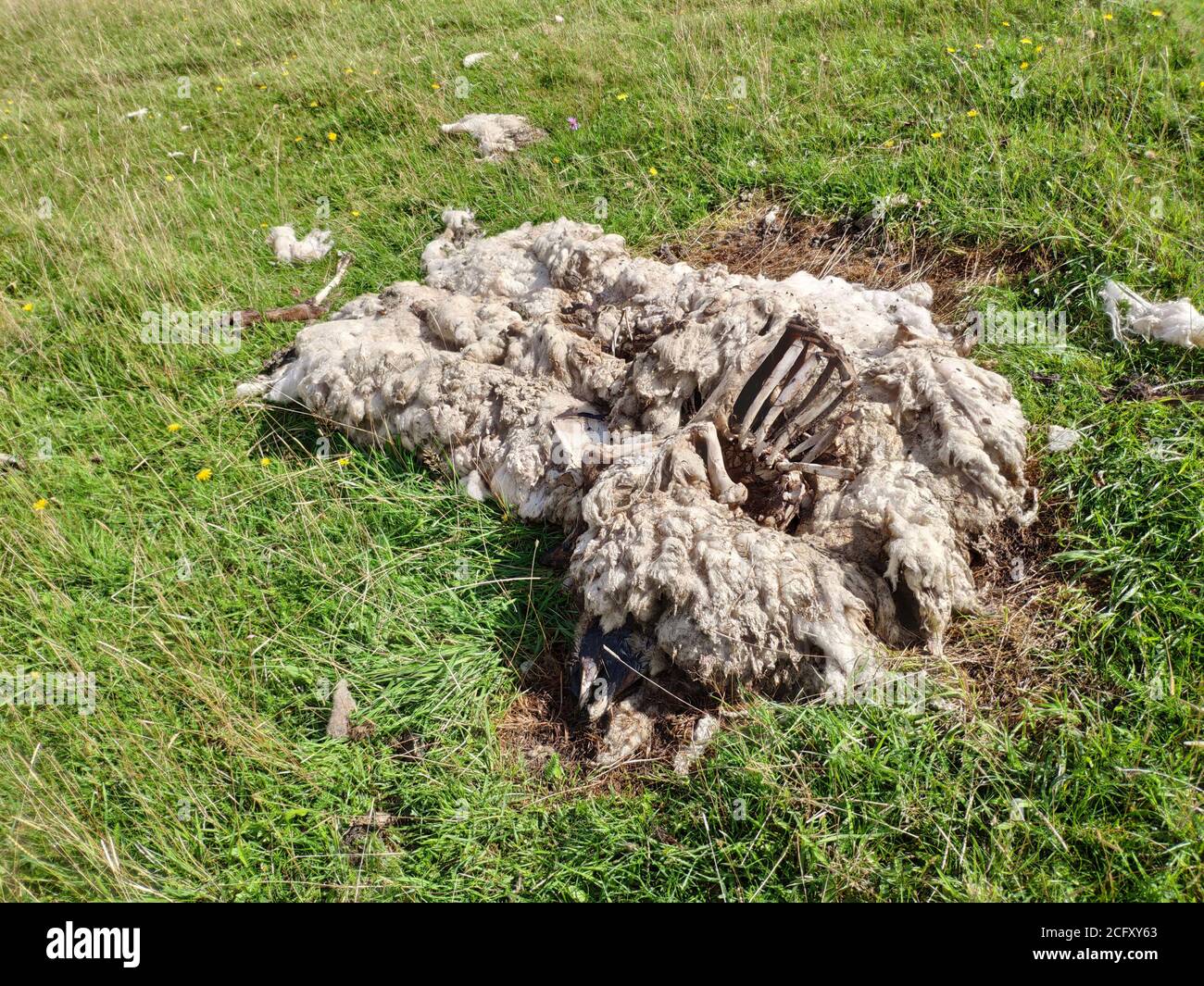 Decaying sheep carcass and skull in green field Stock Photo - Alamy