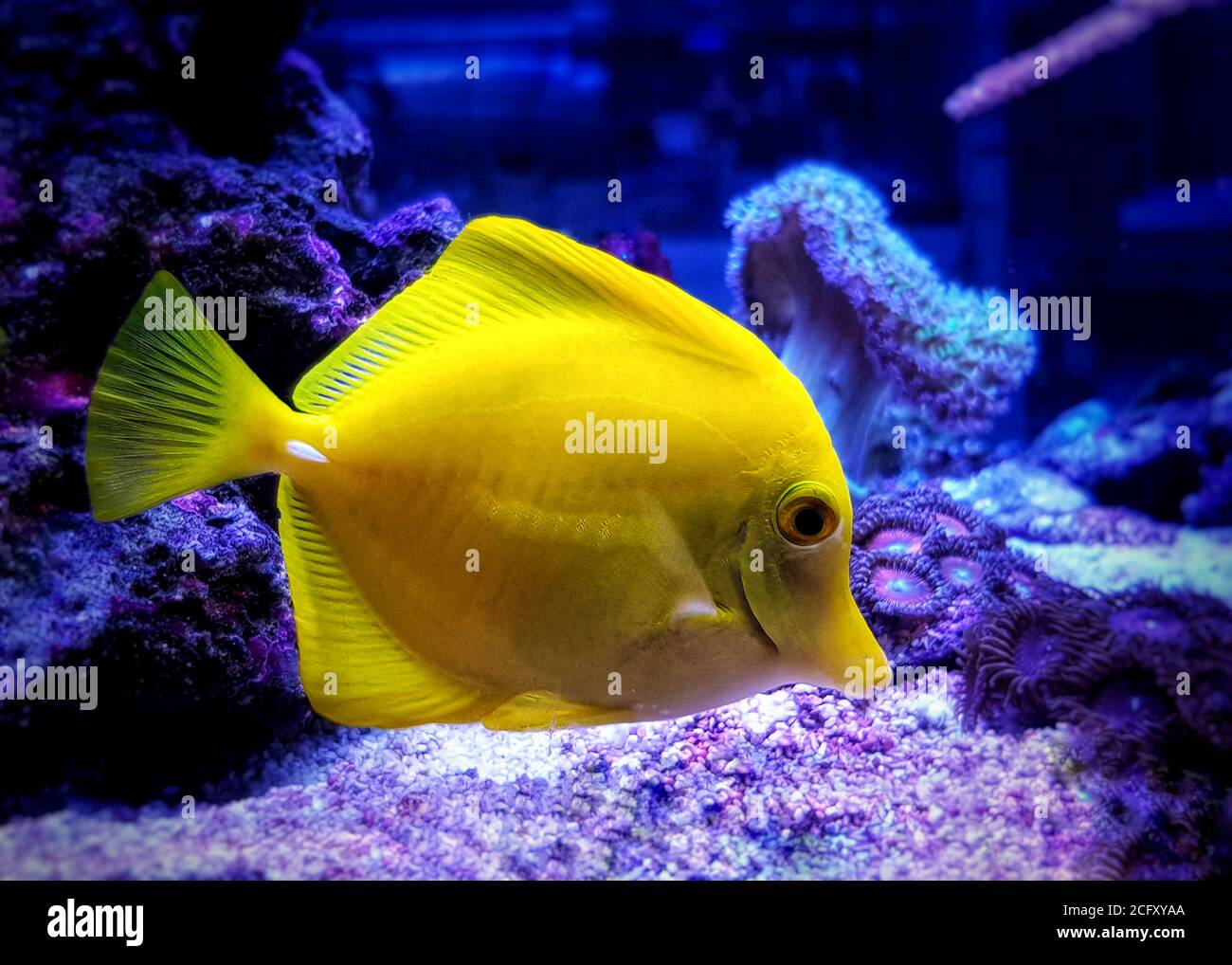 Zebrasoma flavescens - The Yellow tang, It is one of the most popular ...