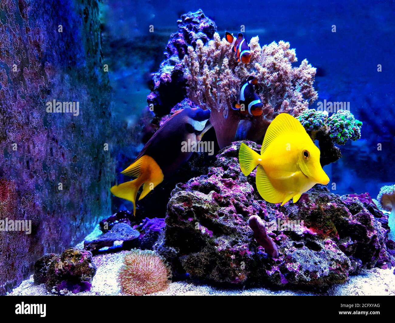 Colorful Saltwater Aquarium Fish