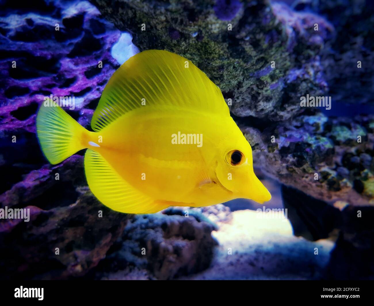 Zebrasoma flavescens - The Yellow tang, It is one of the most popular ...