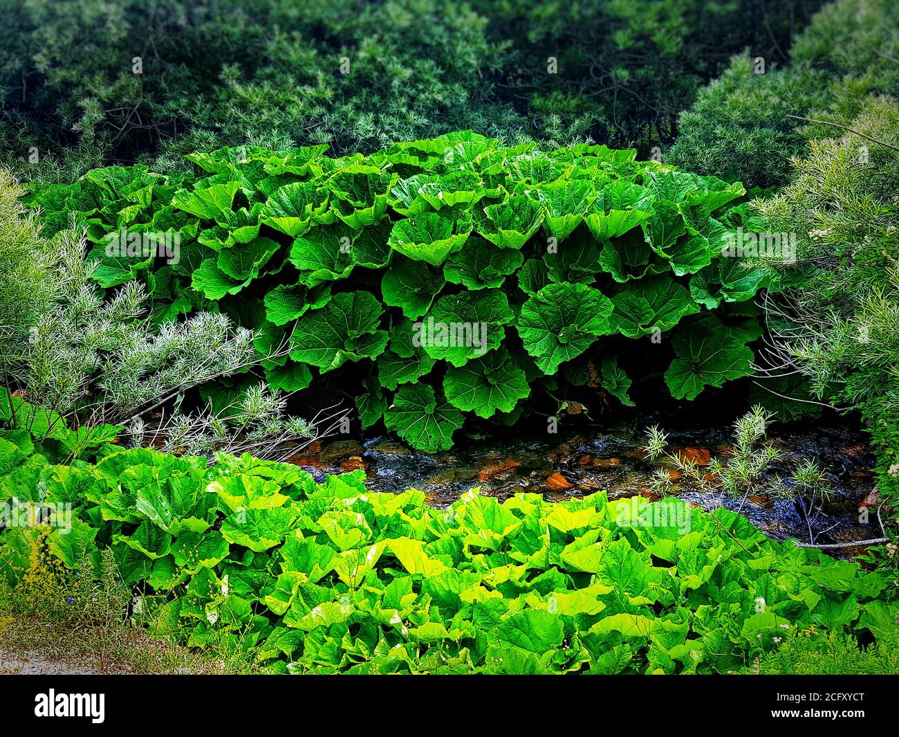 The butterbur, herbaceous perennial flowering plant - Petasites ...