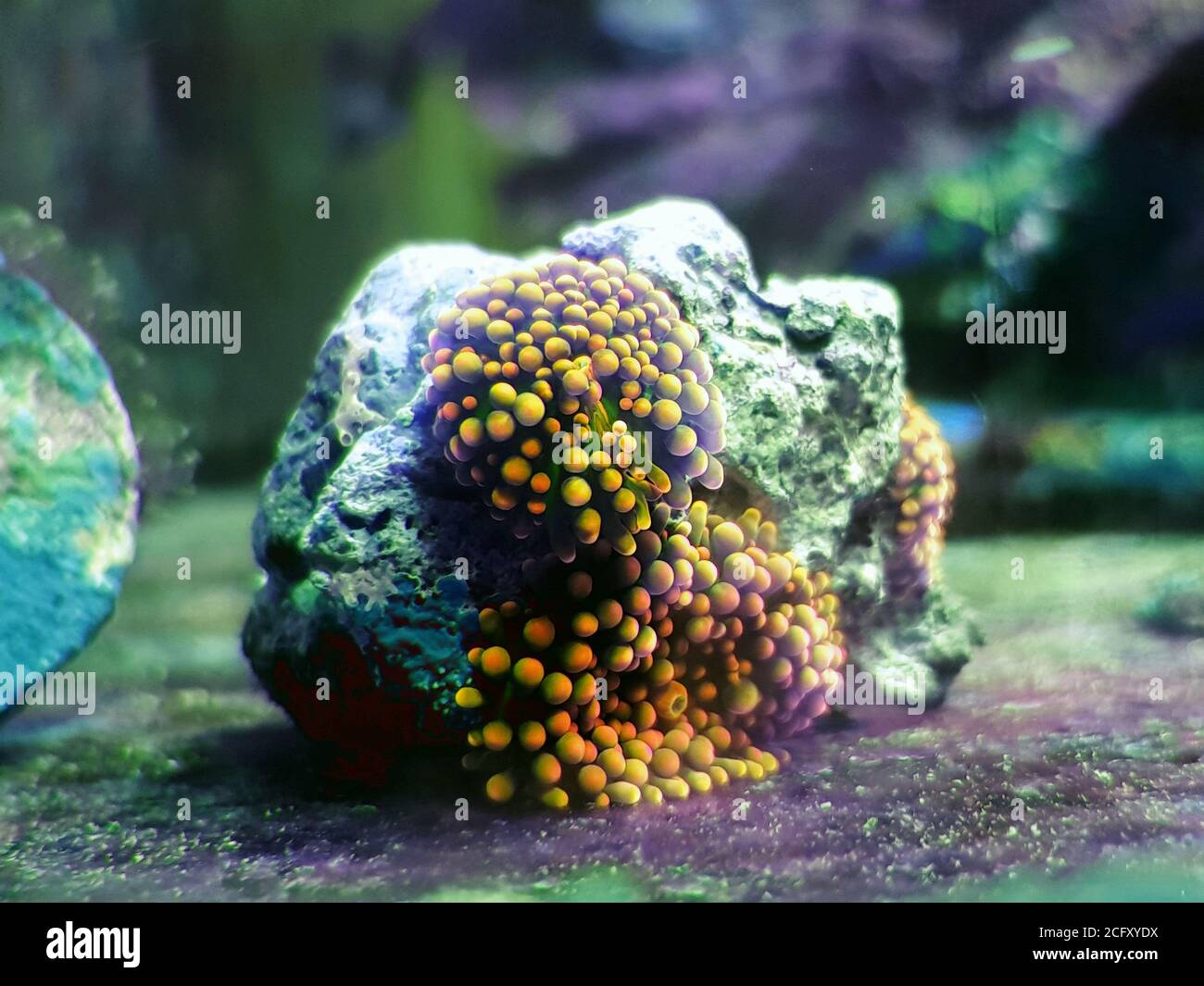 Koral color hi-res stock photography and images - Alamy