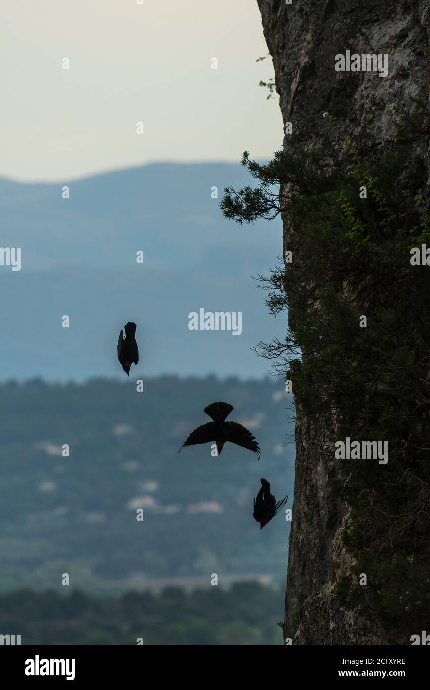 Three Western Jackdaws flying off a steep cliff in the Luberon , France ...