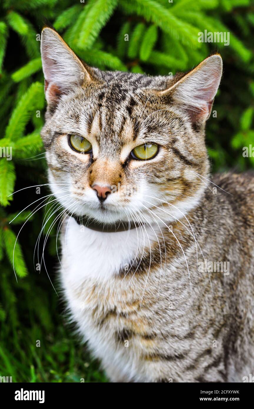Tabby Cat outside with flea collar in summertime Stock Photo - Alamy