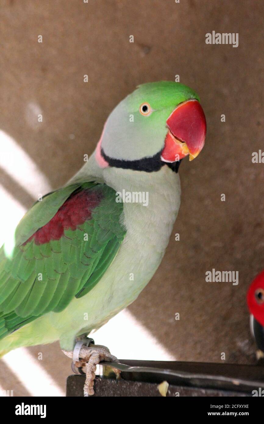 Alexandersittich hi-res stock photography and images - Alamy