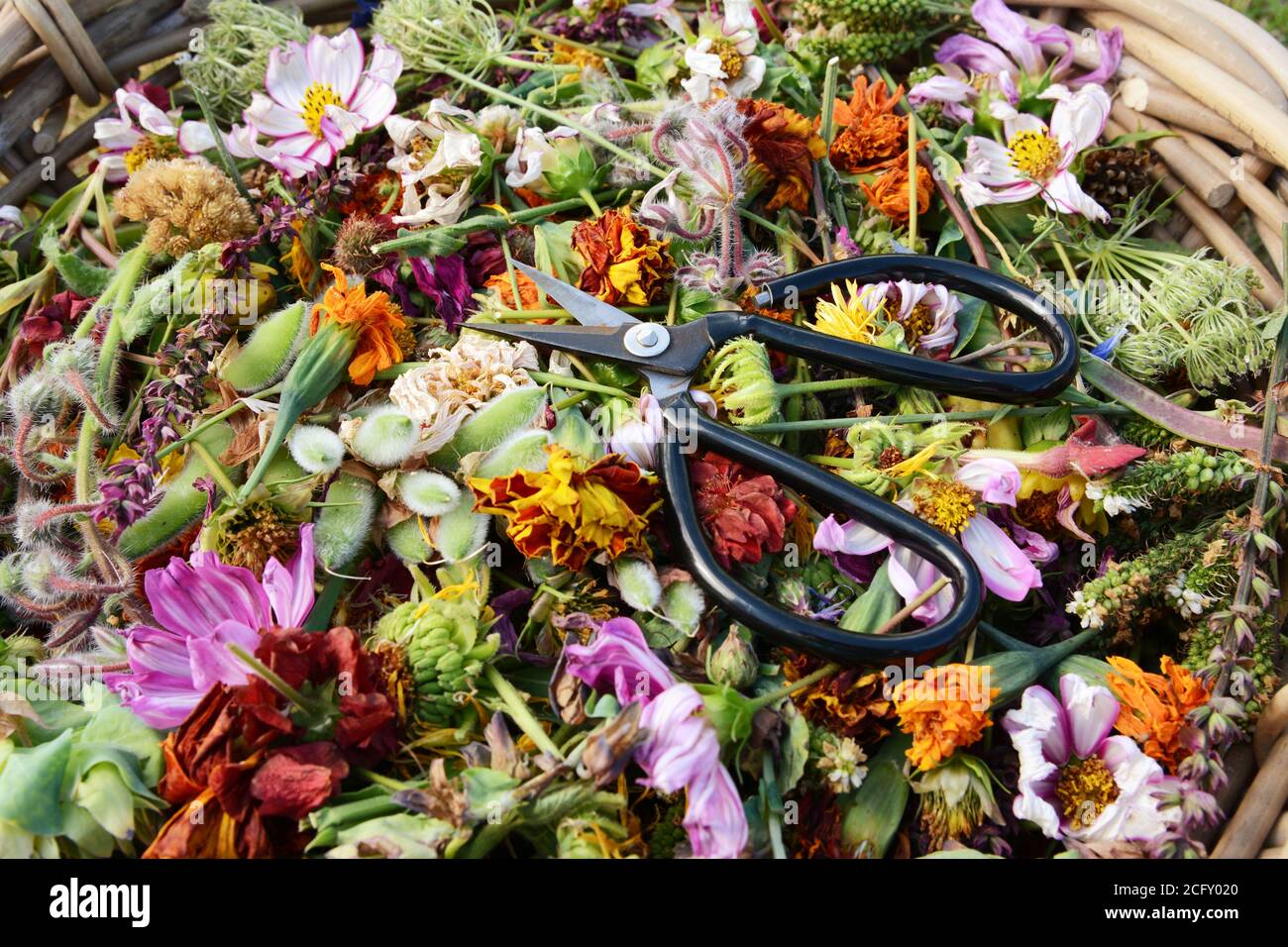 Deadheading close up hi-res stock photography and images - Alamy