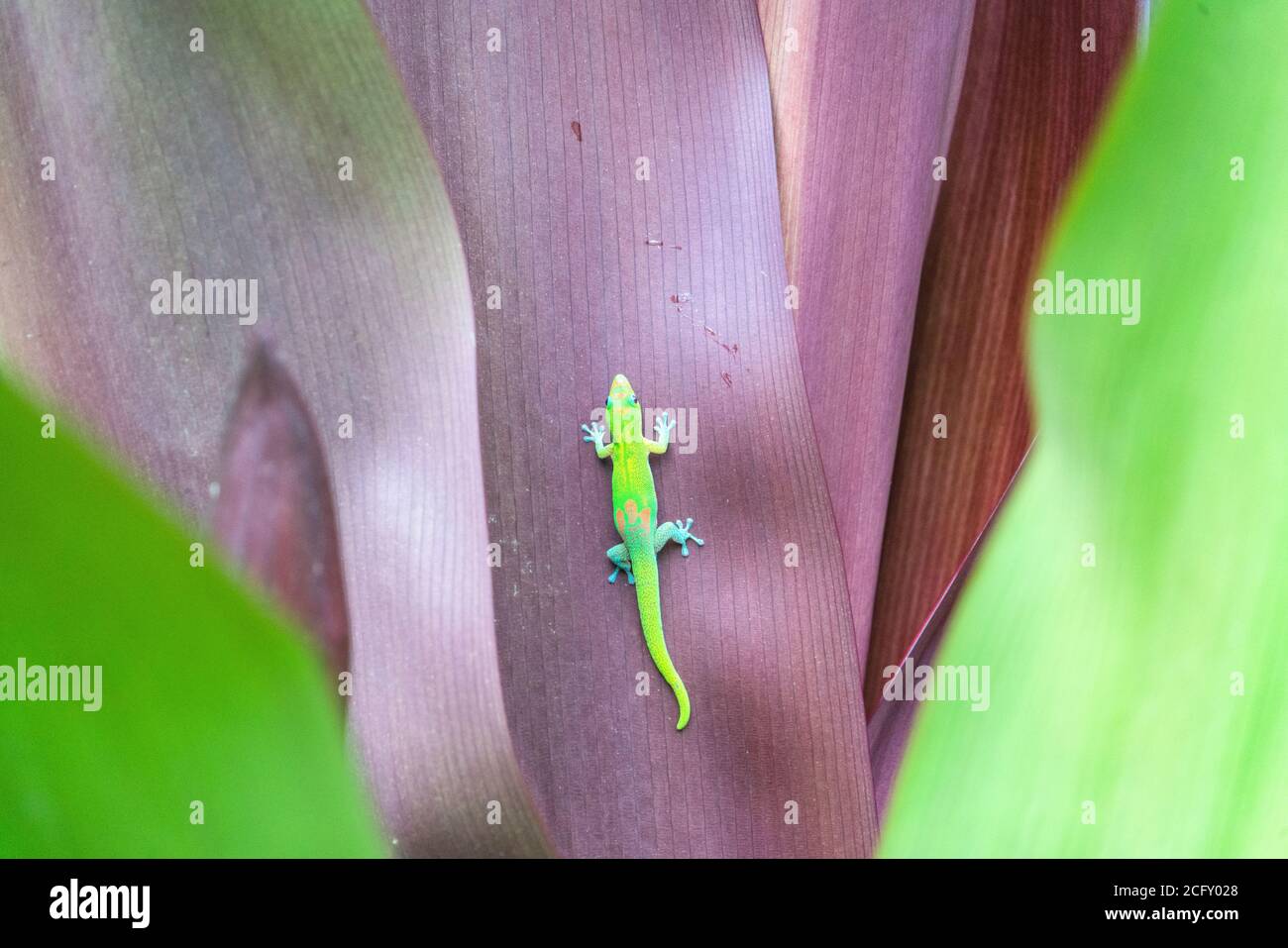 Standing day gecko hi-res stock photography and images - Alamy