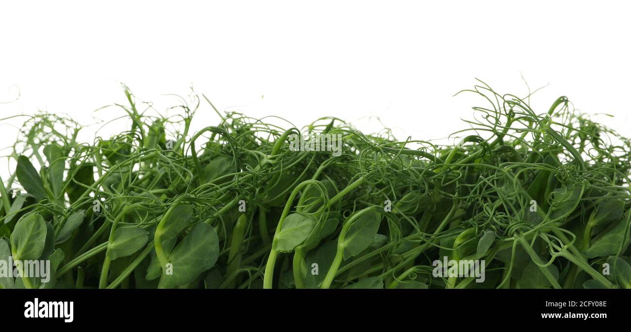 Green peas sprouts isolated on white background Stock Photo - Alamy