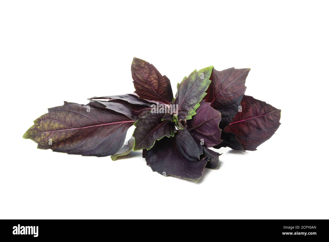 Fresh purple basil isolated on white background Stock Photo - Alamy