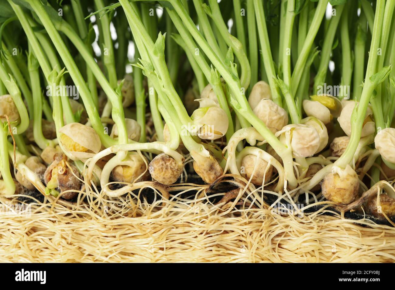 Green peas sprouts on whole background, close up Stock Photo - Alamy