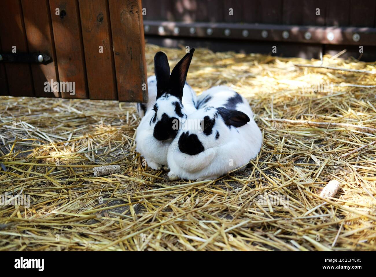 Two rabbits hugging hi-res stock photography and images - Alamy