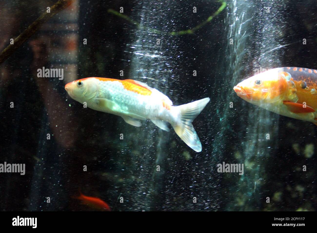 Koi karpfen hi-res stock photography and images - Alamy