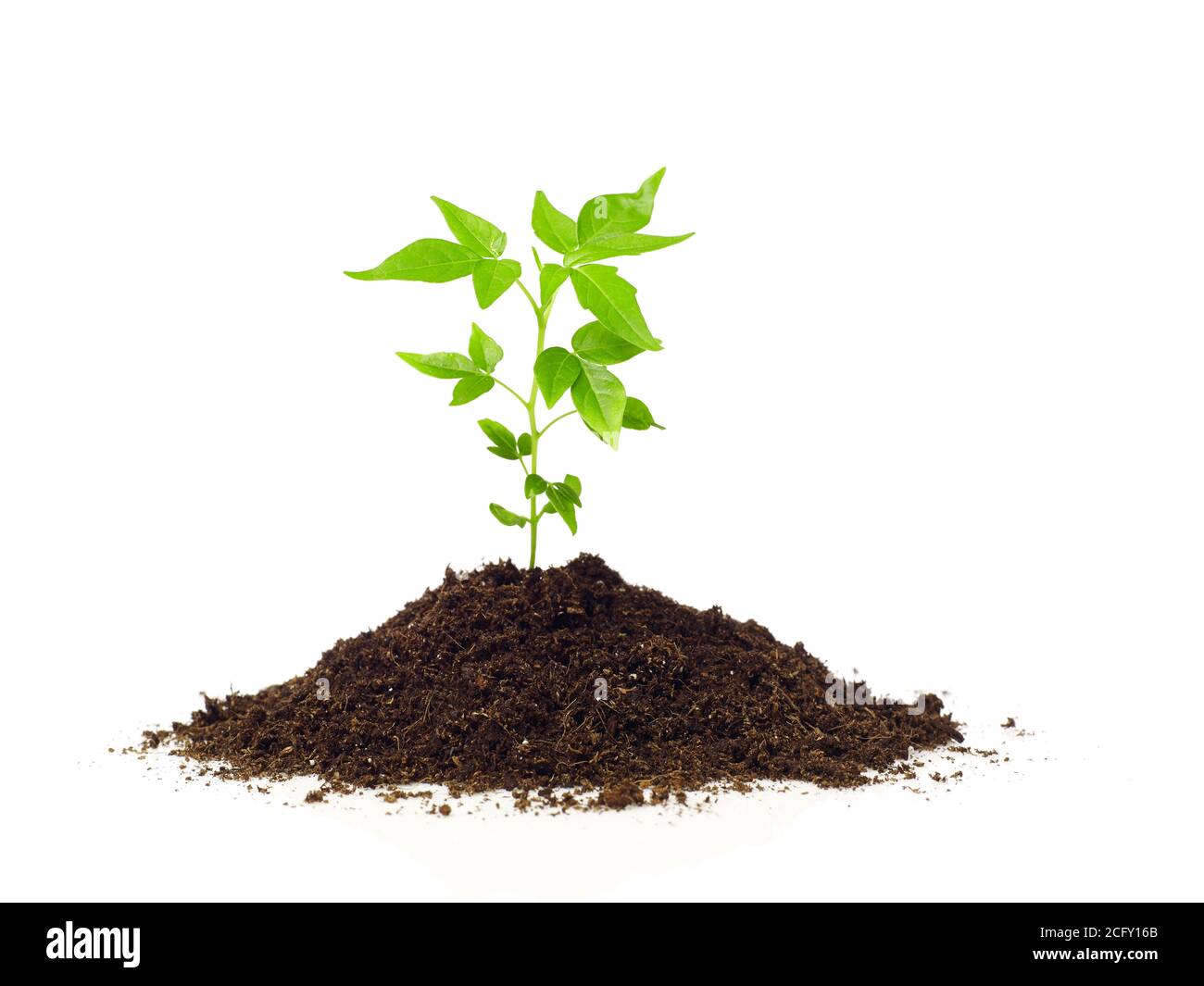 Small plant and soil Stock Photo - Alamy