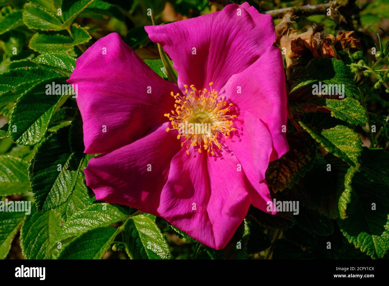 Meadow Rose