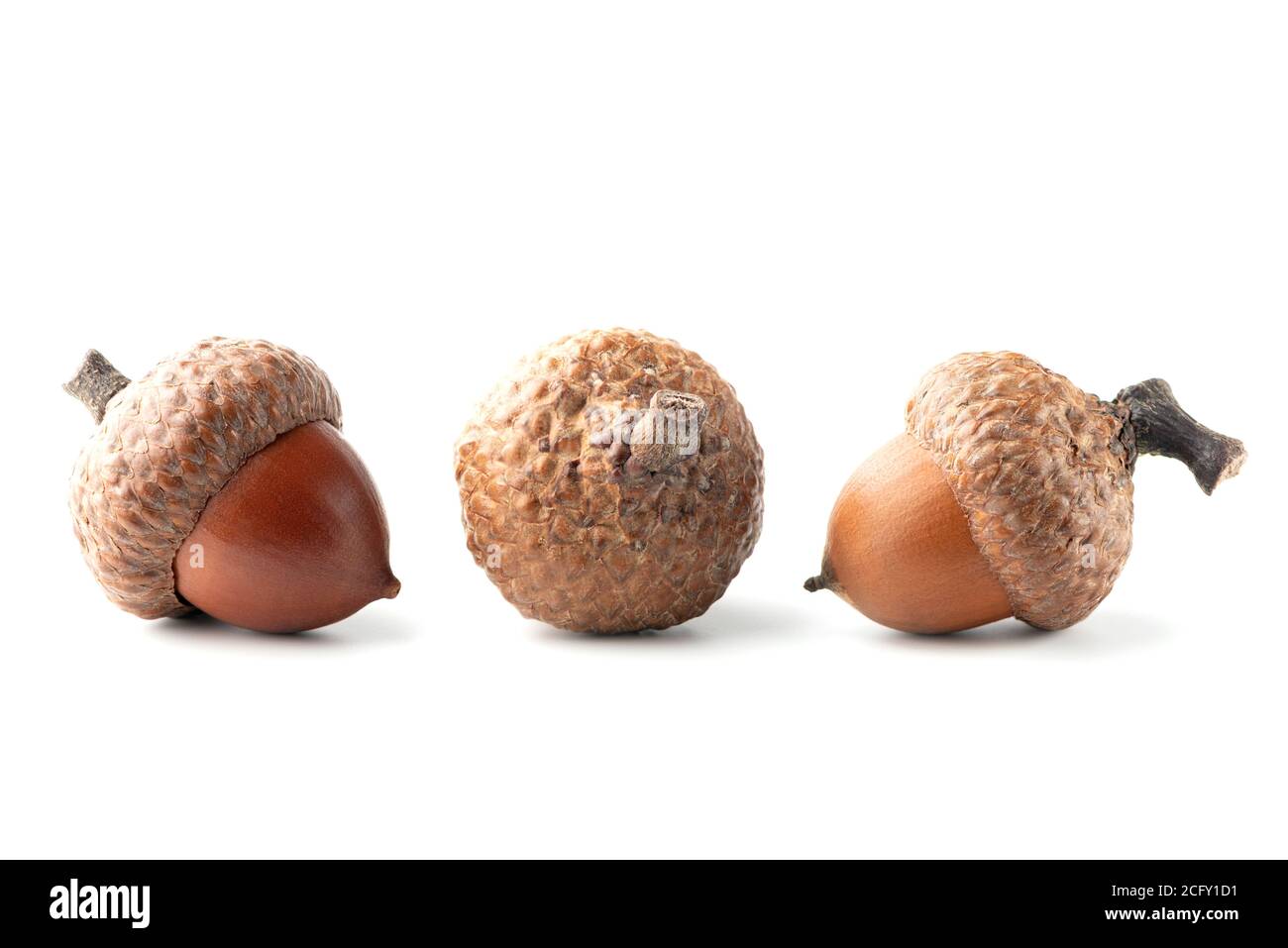 Three oak acorns isolated on white background Stock Photo - Alamy