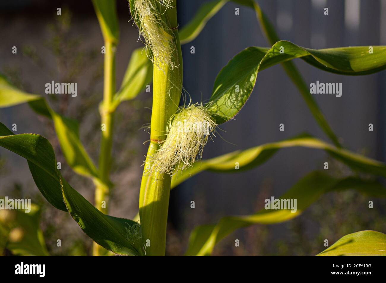 Young tassel and leaf of corn crop, planting in the garden. Botanical ...