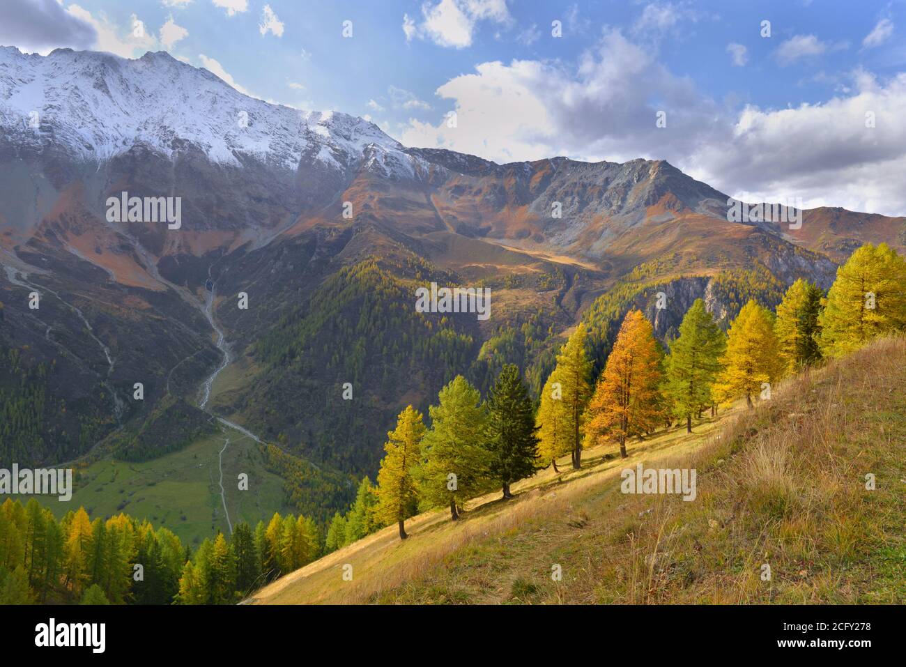 autumnal foliage trees in a beautiful alpine mountain Stock Photo - Alamy