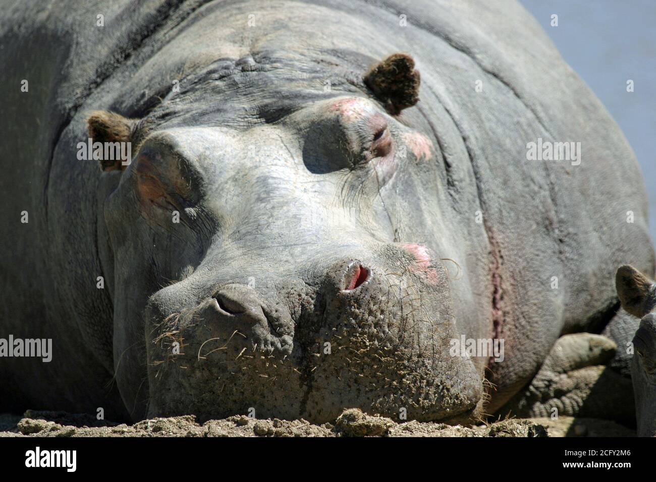 Sleeping bull Hippopotamus (Hippopotamus amphibius) South Africa Stock ...