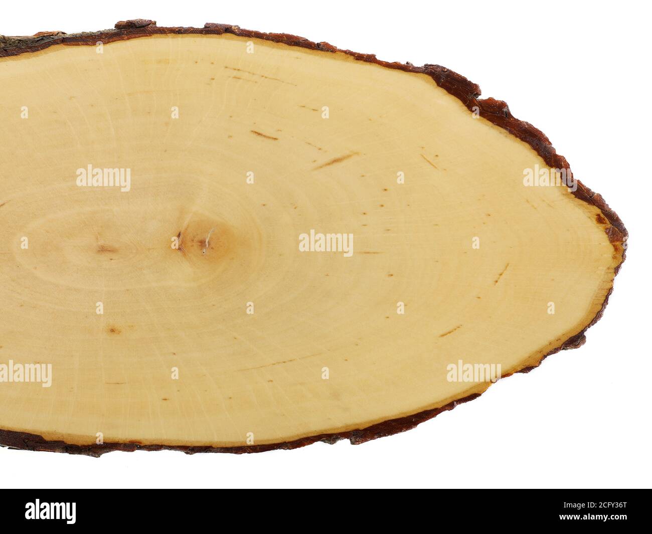 Tree section isolated on white Stock Photo - Alamy