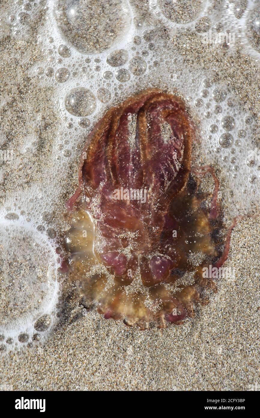 Scheibenqualle hi-res stock photography and images - Alamy