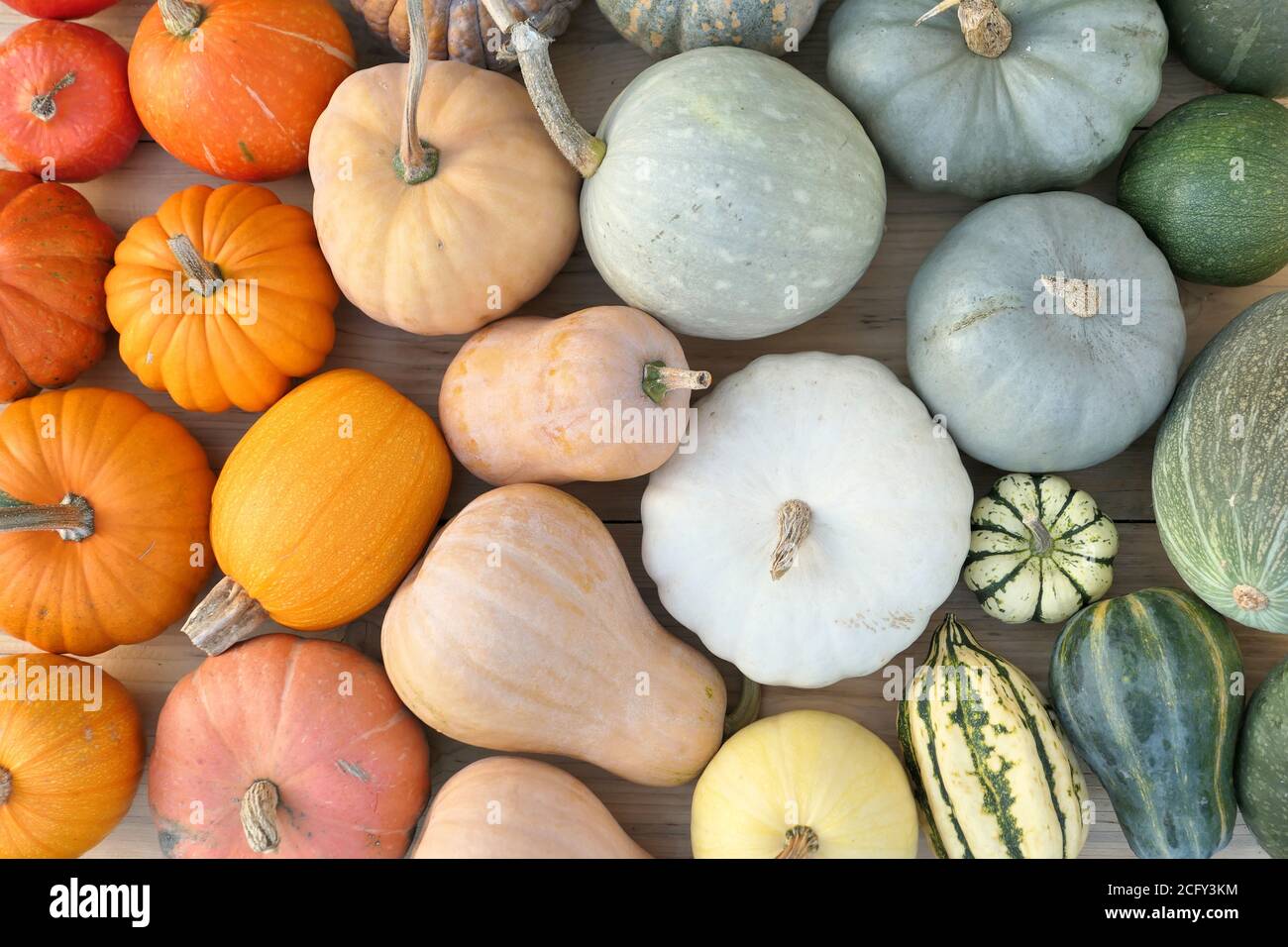 Colorful collection of pumpkins and squashes. Autumn background Stock ...