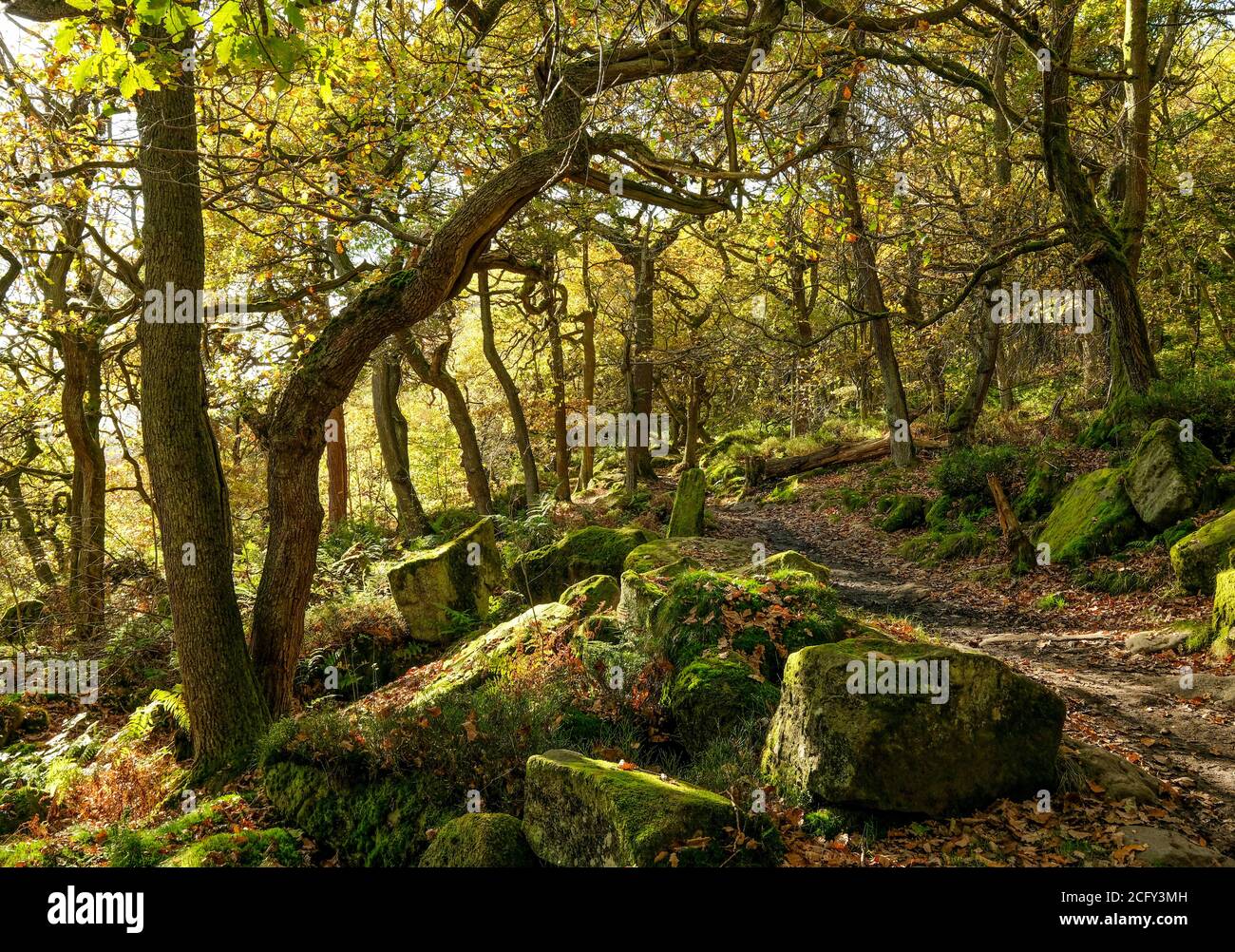 Moss rocks trees hi-res stock photography and images - Alamy