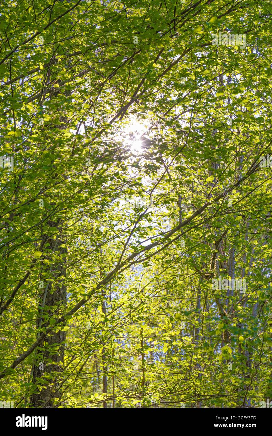 Sunlight shining through tree leaves hi-res stock photography and ...