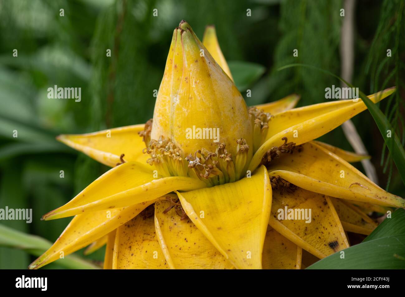 Closeup of the Musella lasiocarpa plant commonly known as the golden ...