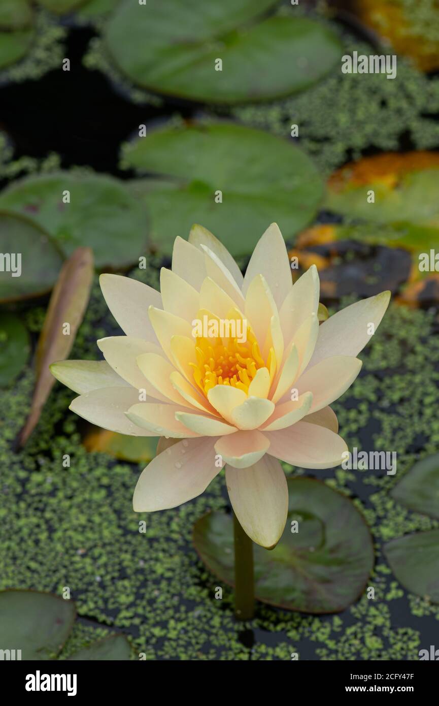 Beautiful yellow water lily hi-res stock photography and images - Alamy