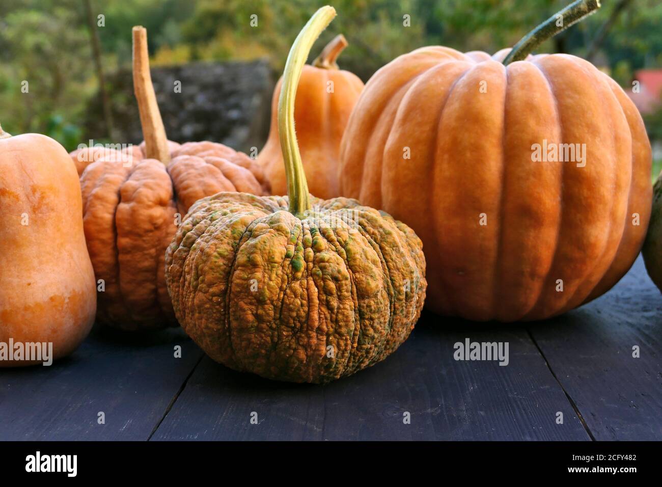 Cucurbita moschata hi-res stock photography and images - Alamy