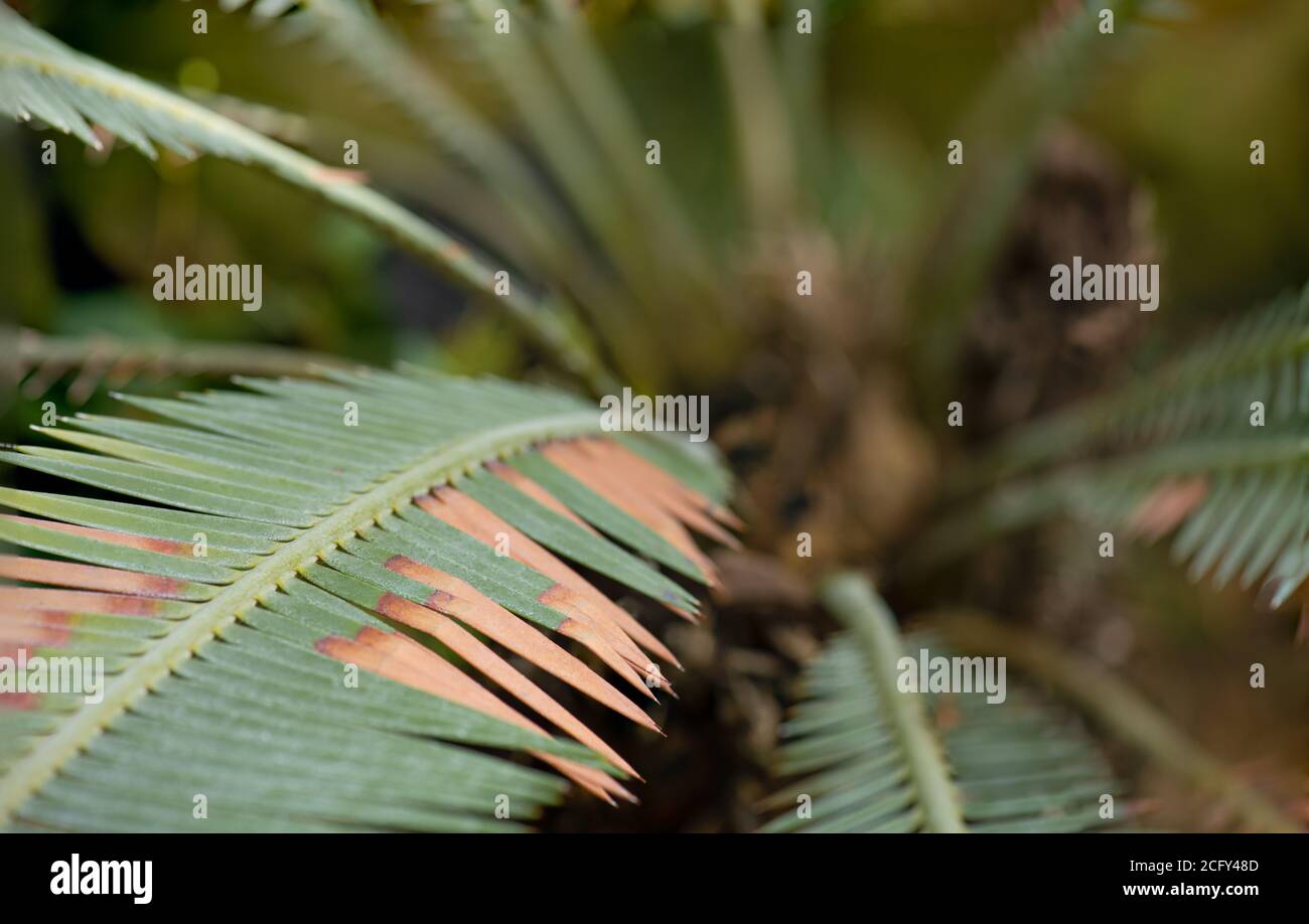 Dioon hi-res stock photography and images - Alamy