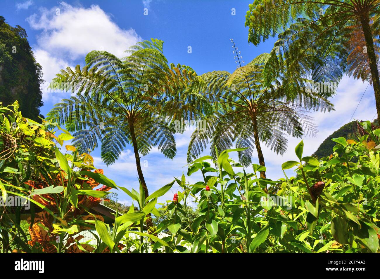Tropical plants, tree ferns in Dominica, Caribbean island Stock Photo ...