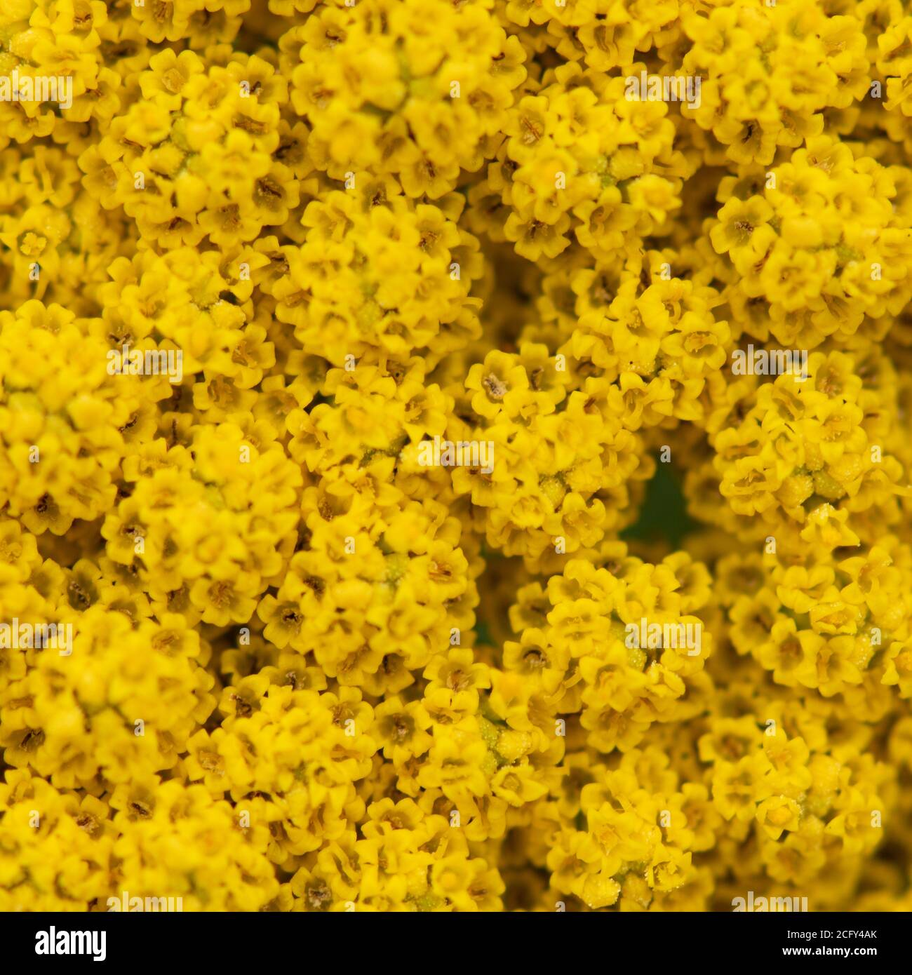 Nancy mace hi-res stock photography and images - Alamy