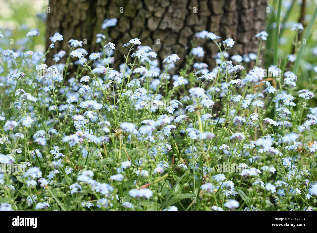 Forget me not blue flowers growing in the garden Stock Photo - Alamy