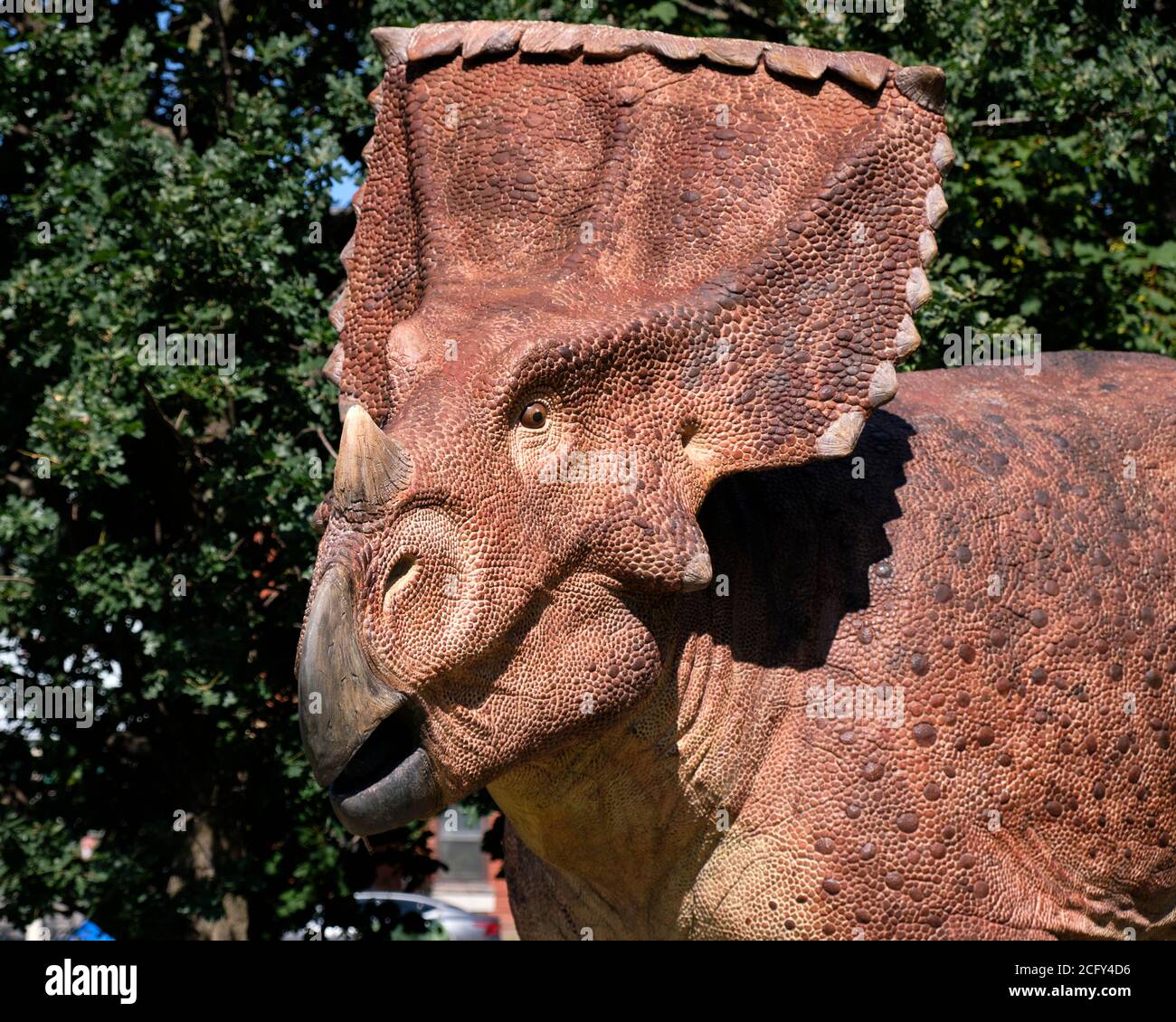 Chasmosaurus hi-res stock photography and images - Alamy