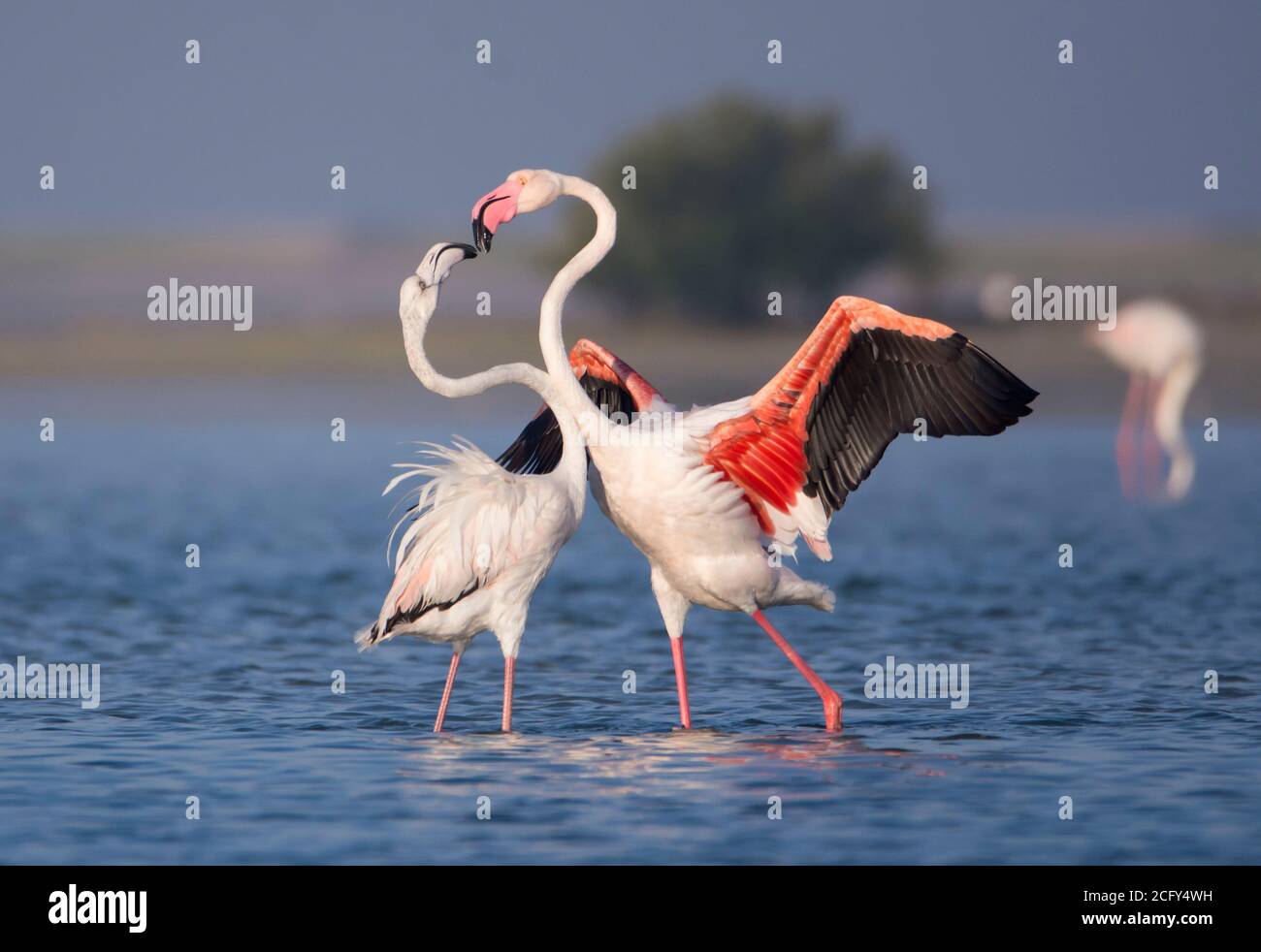 Kissing photos hi-res stock photography and images - Alamy
