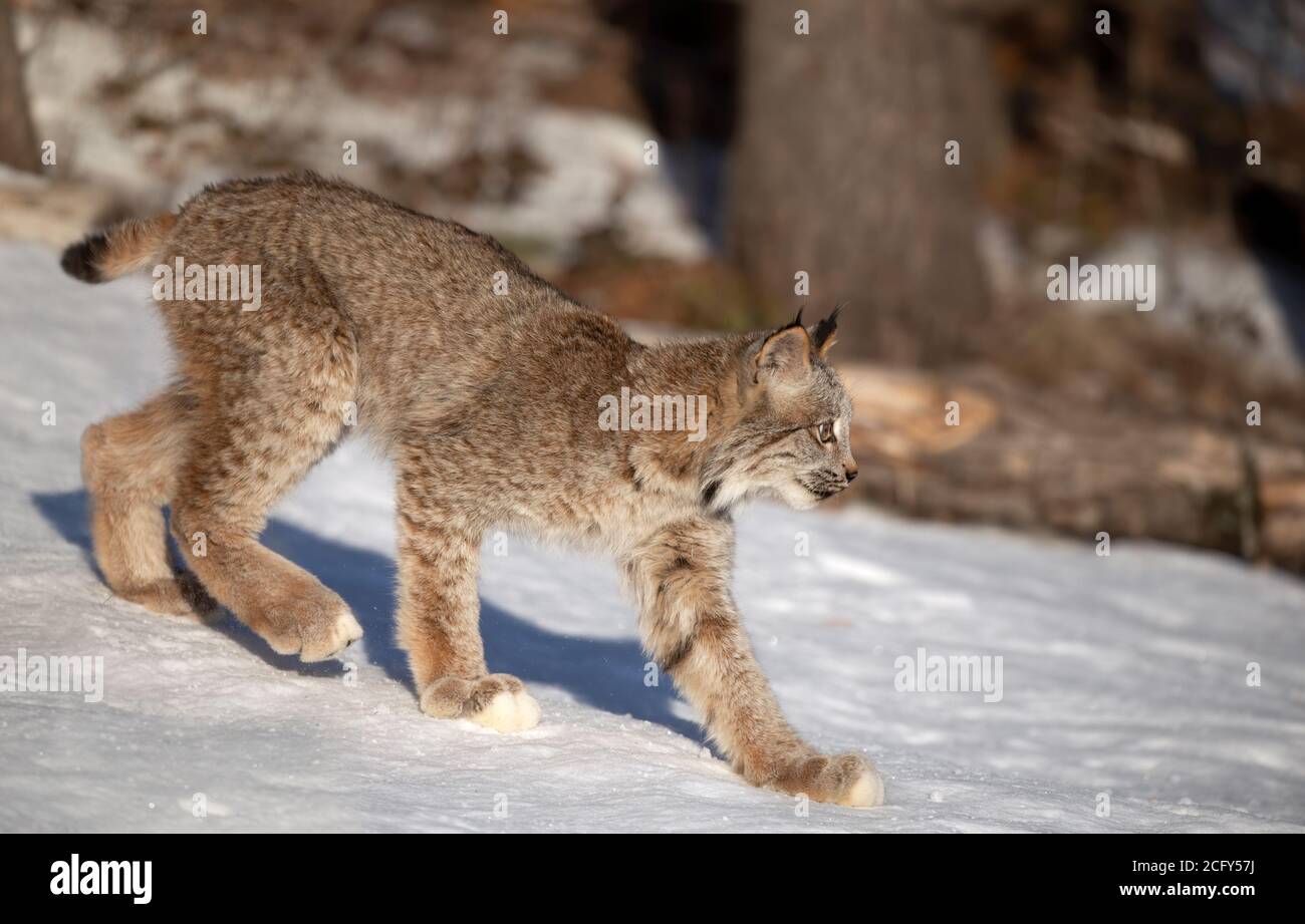 Canada lynx face hi-res stock photography and images - Alamy