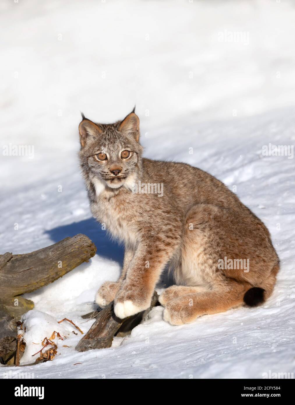 Canada lynx face hi-res stock photography and images - Alamy