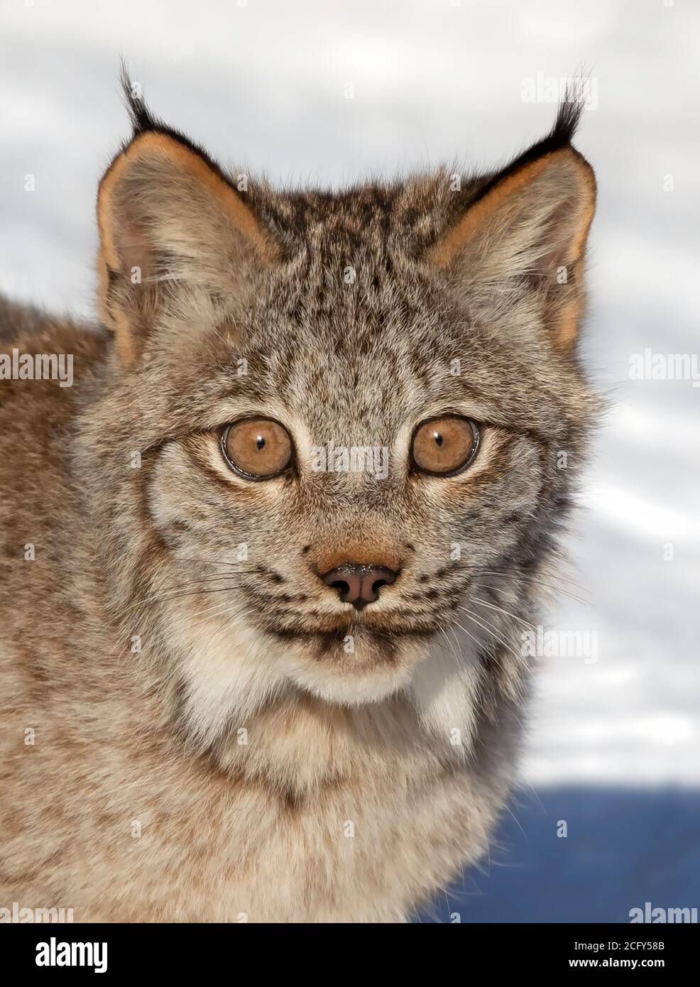 Canada Lynx kitten (Lynx canadensis) sitting in the winter snow in ...