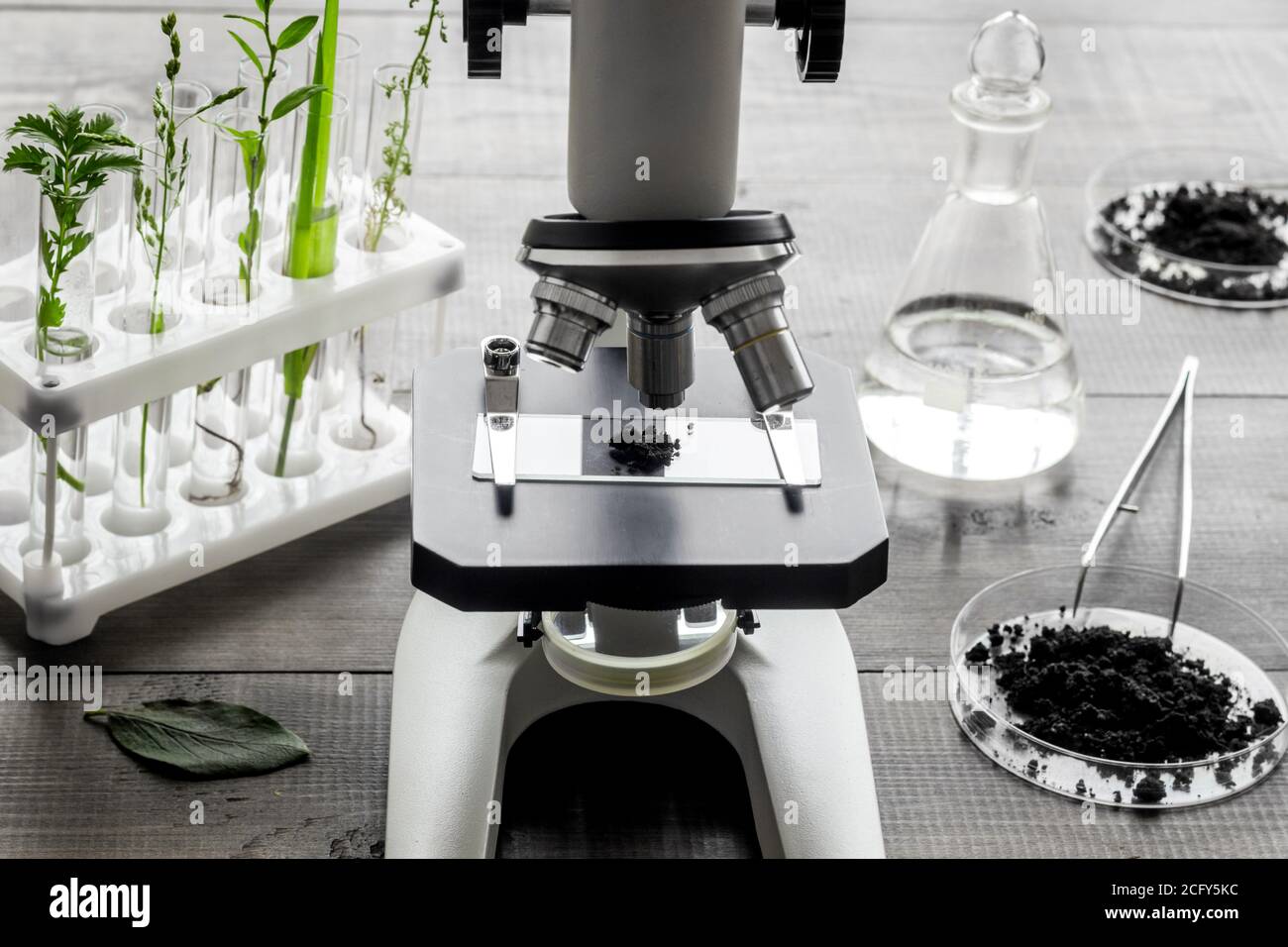 Microscope with plants in biological laboratory. Biological chemistry ...