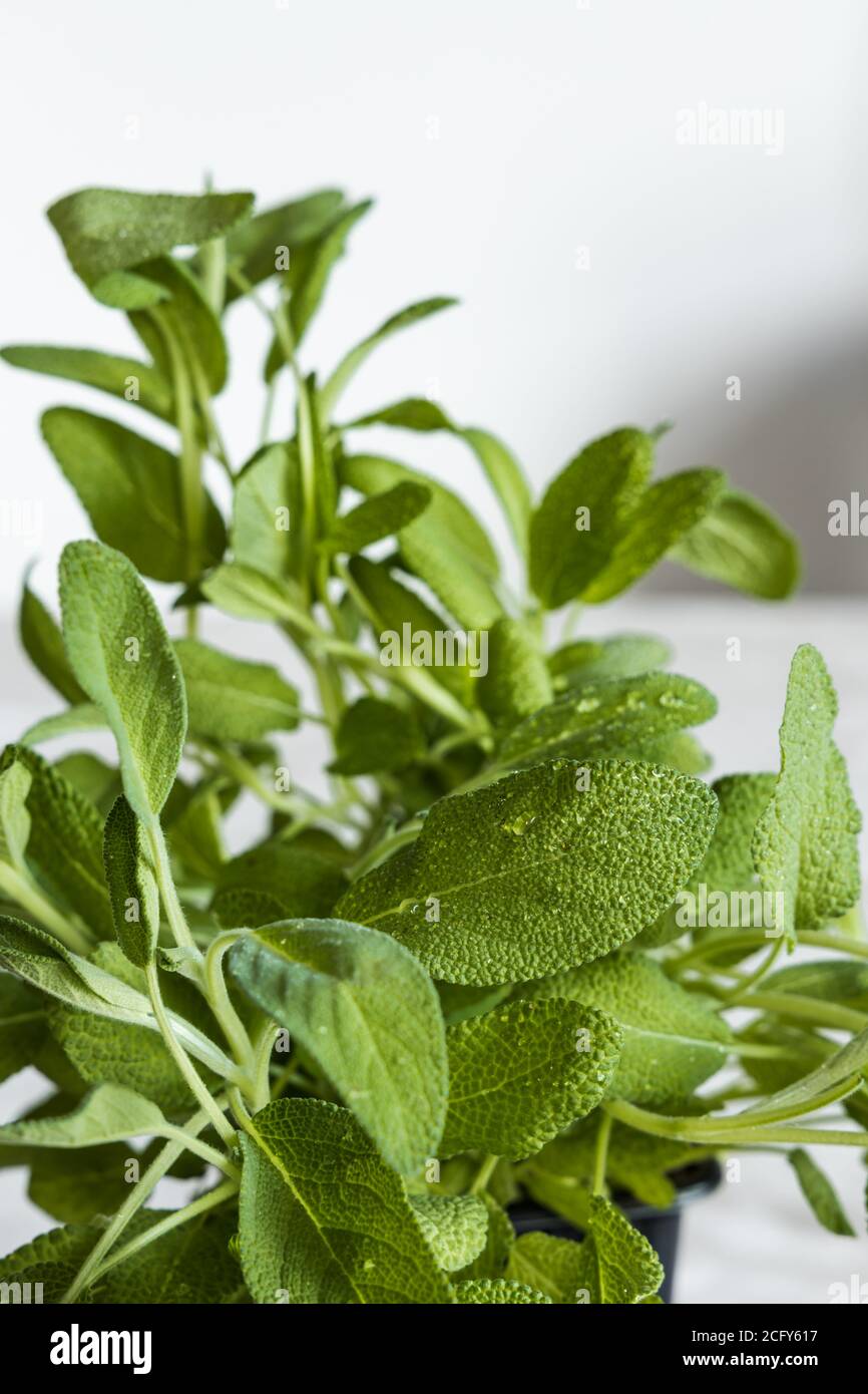 Fresh green sage Stock Photo - Alamy