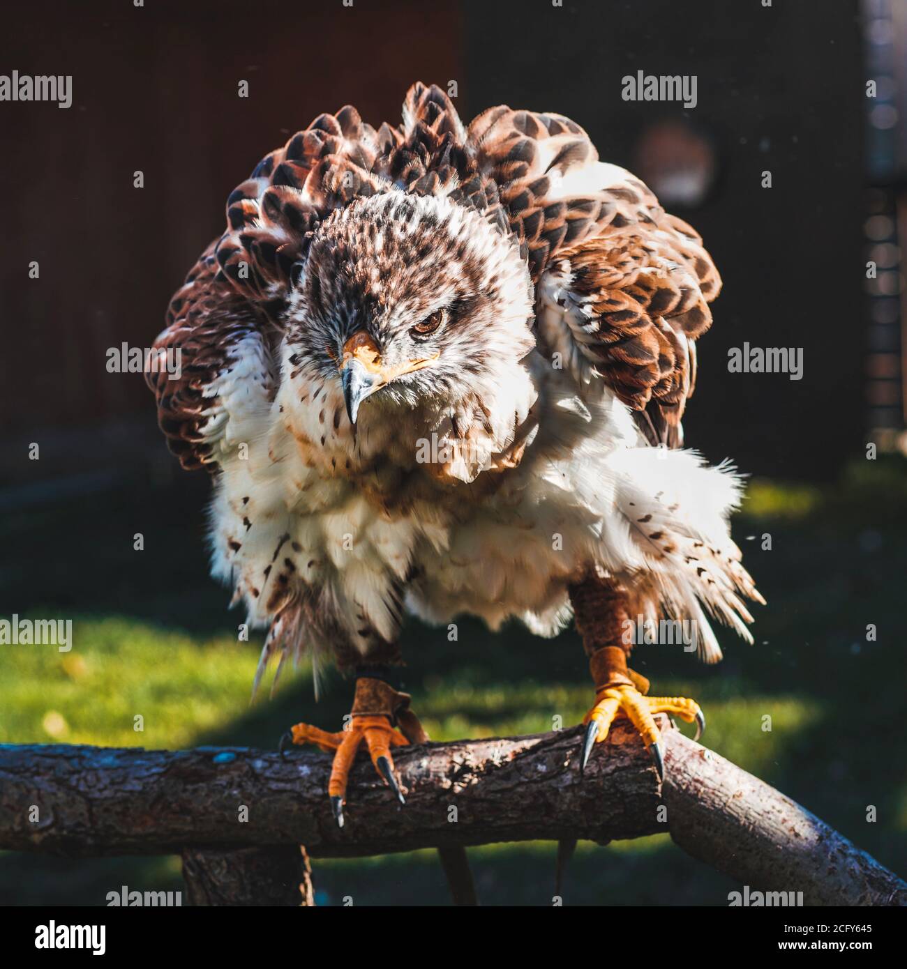 Big Bird starring angry at the camera Stock Photo - Alamy
