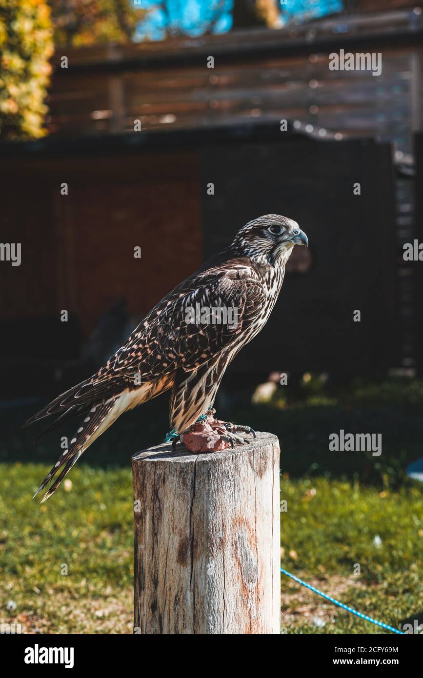 Side profil of a falcon standing on a tree Stock Photo - Alamy