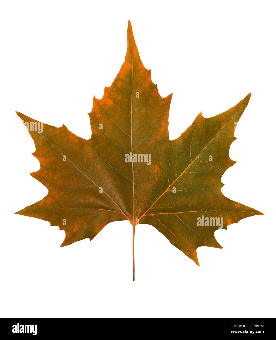 Brown maple leaf isolated on white Stock Photo - Alamy