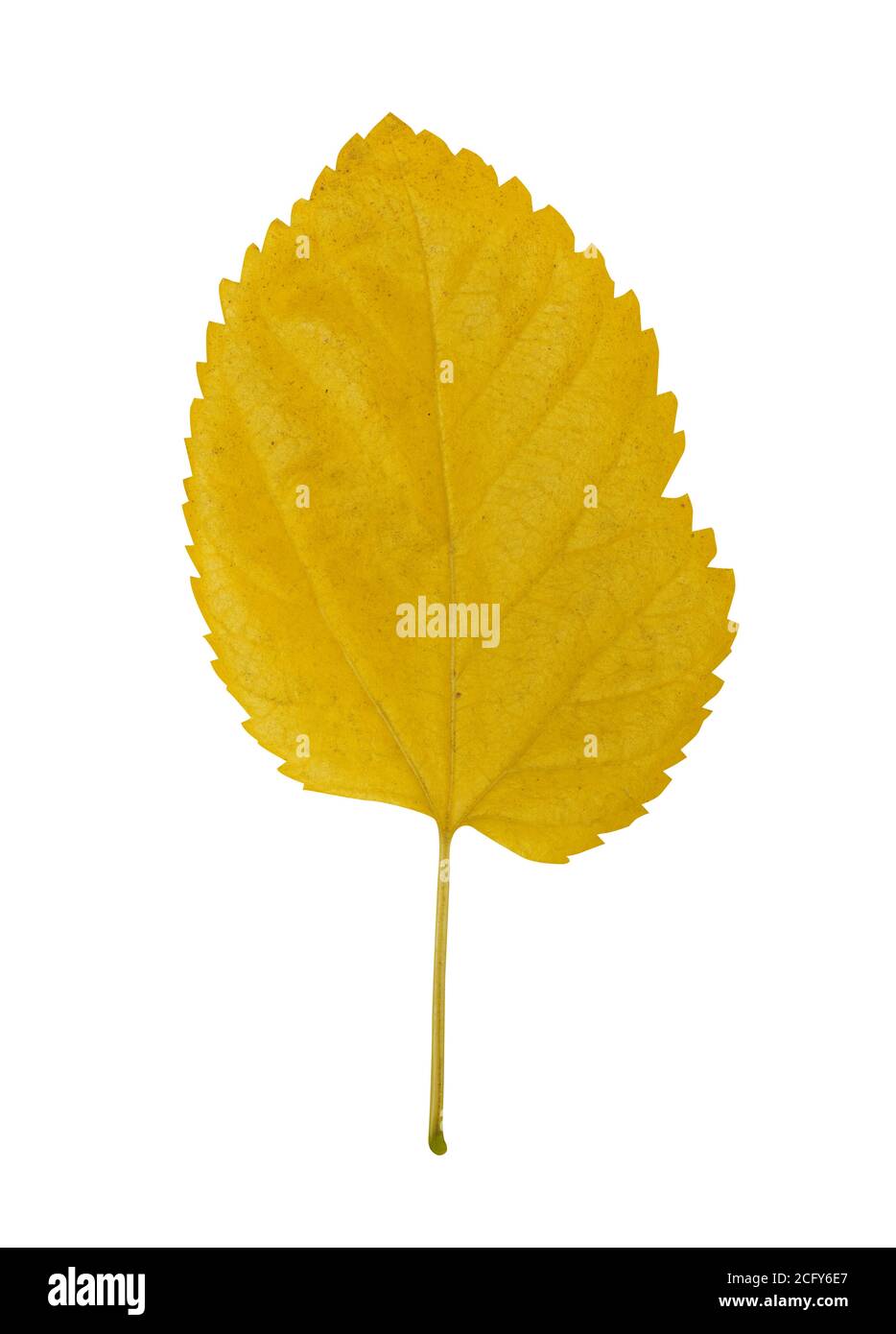 Autumn leaf isolated on white Stock Photo - Alamy