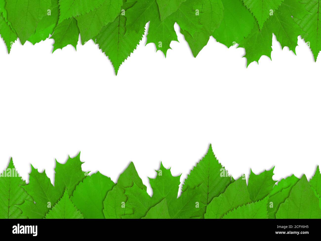 Spring leaves isolated on white Stock Photo - Alamy