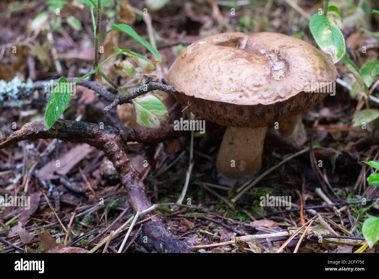 Bitter bolete tylopilus felleus boletus hi-res stock photography and ...